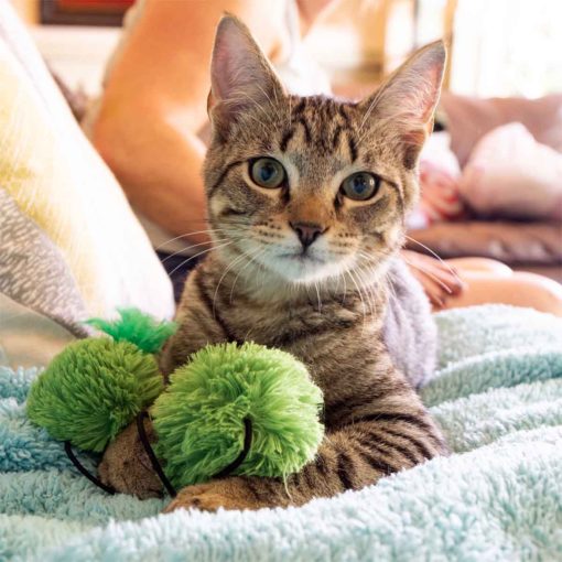 Welcome to Safe Harbor Animal Coalition (S.H.A.C.)