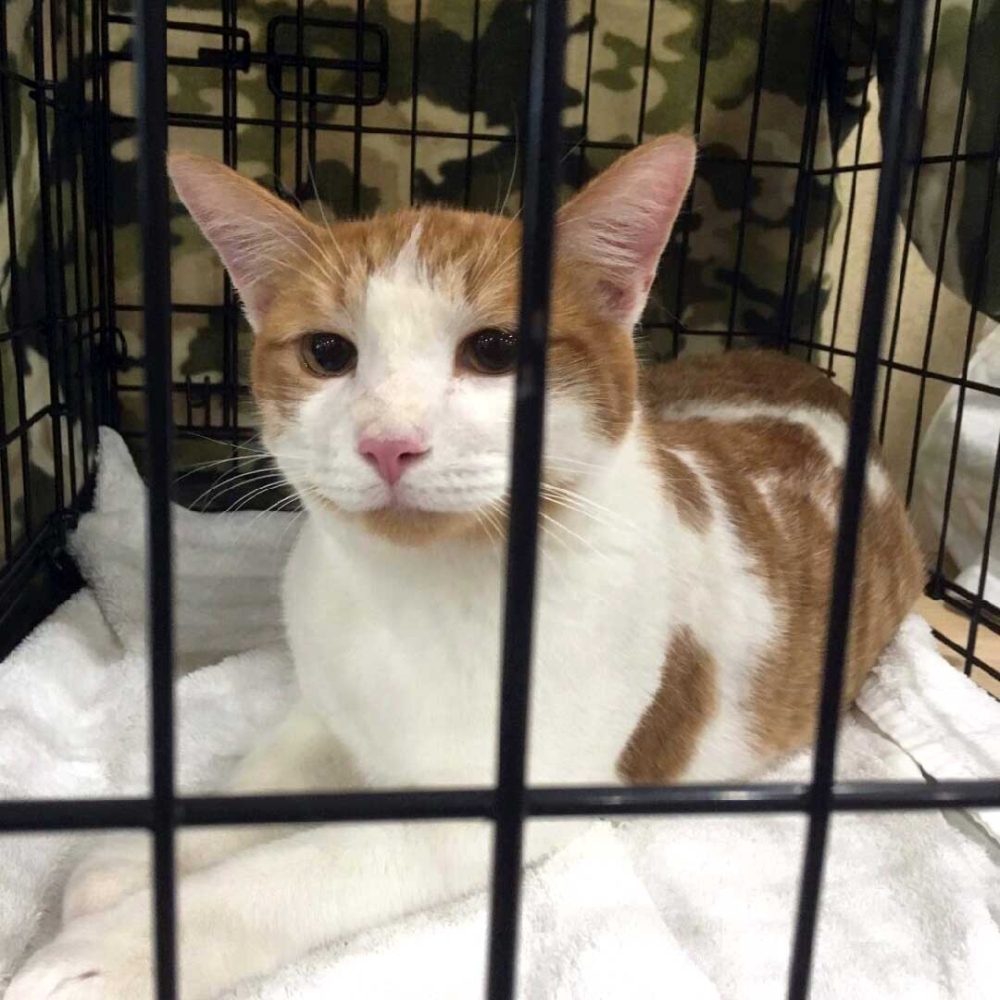 New Spay-Neuter Clinic in Baldwin County - Safe Harbor Animal Coalition