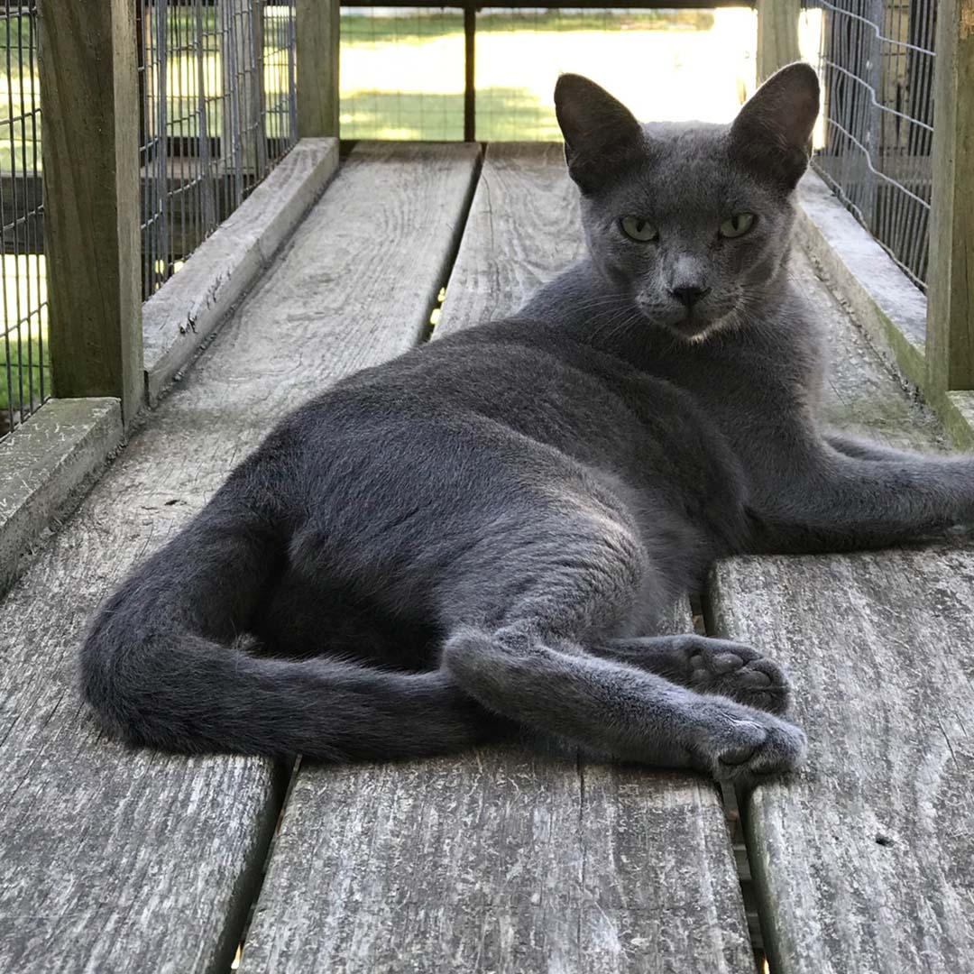 Welcome to Safe Harbor Animal Coalition (S.H.A.C.)