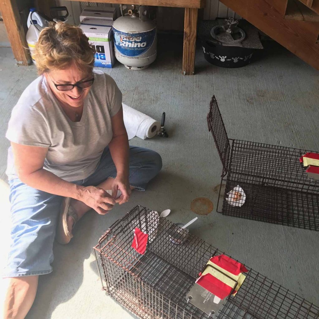 Trap-Neuter-Vaccinate-Return (TNVR) - Safe Harbor Animal Coalition