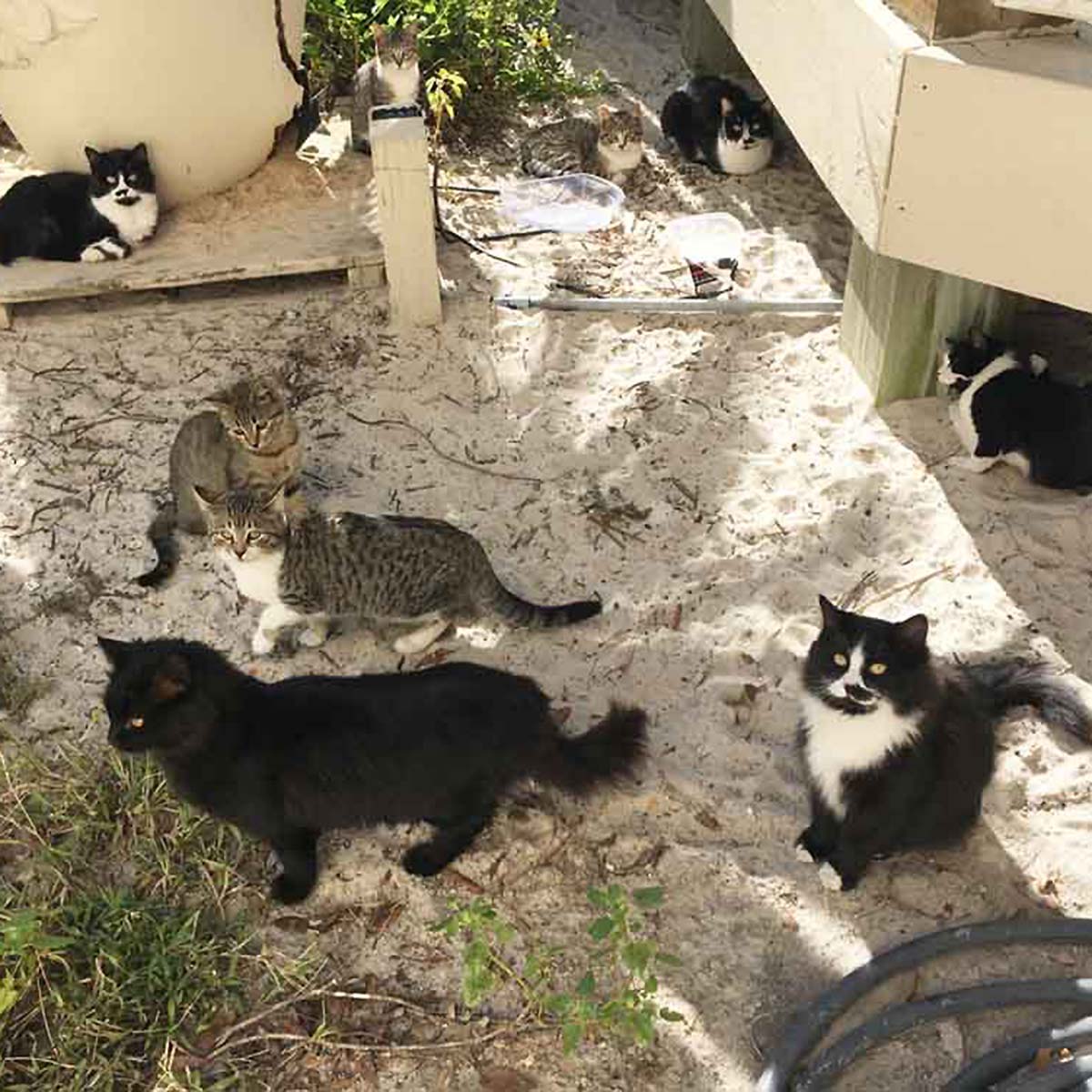 Trap-Neuter-Vaccinate-Return (TNVR) - Safe Harbor Animal Coalition