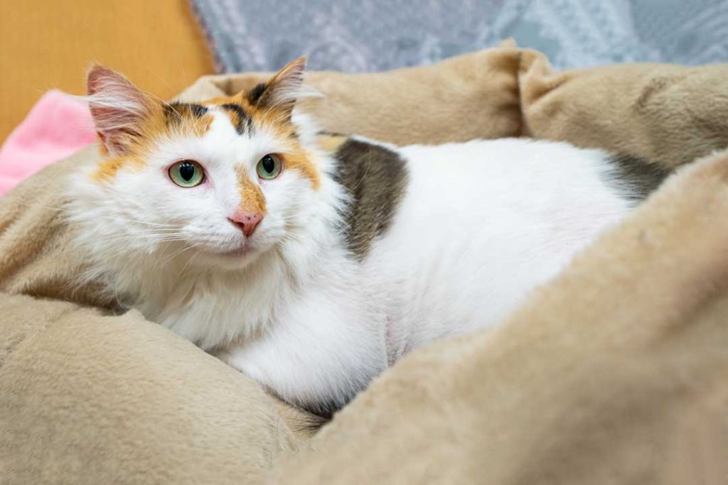 Welcome to Safe Harbor Animal Coalition (S.H.A.C.)