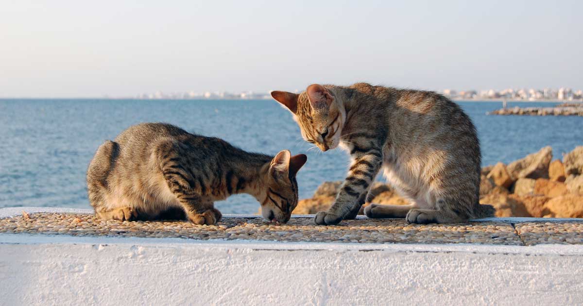Volunteer - Safe Harbor Animal Coalition