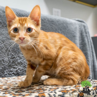 Welcome to Safe Harbor Animal Coalition (S.H.A.C.)