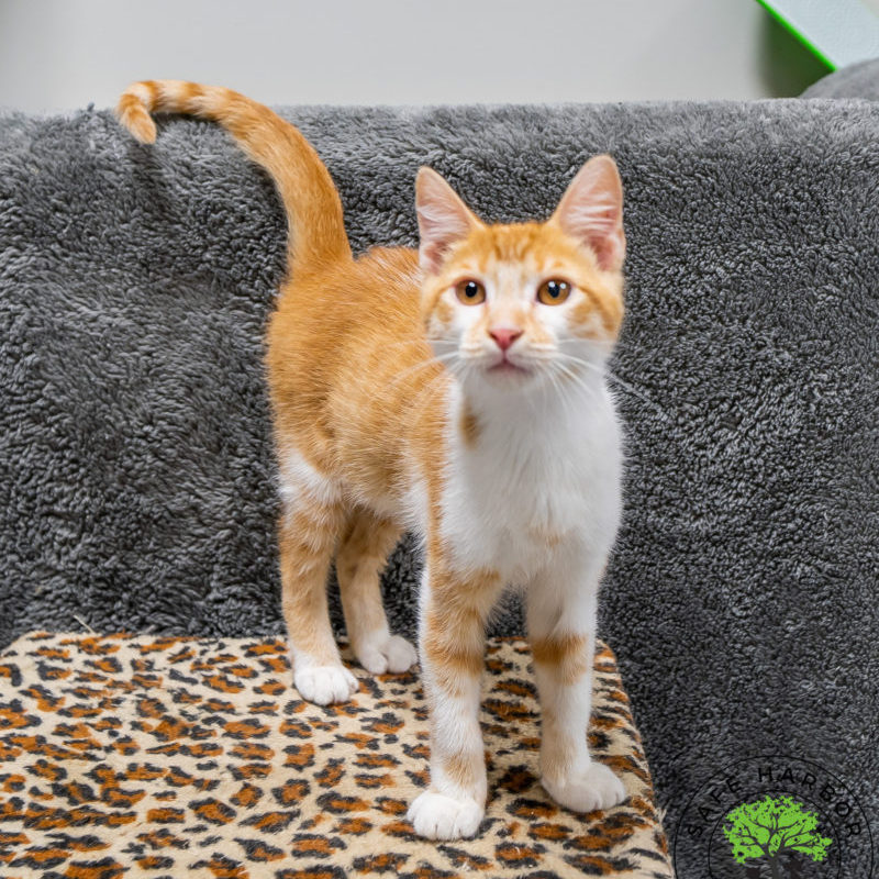 Welcome to Safe Harbor Animal Coalition (S.H.A.C.)