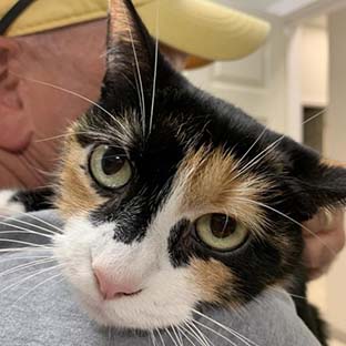 Welcome to Safe Harbor Animal Coalition (S.H.A.C.)