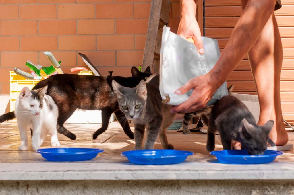Welcome to Safe Harbor Animal Coalition! (S.H.A.C.)