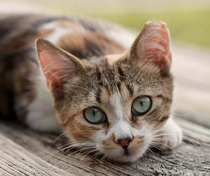 Trap-Neuter-Vaccinate-Return (TNVR) - Safe Harbor Animal Coalition